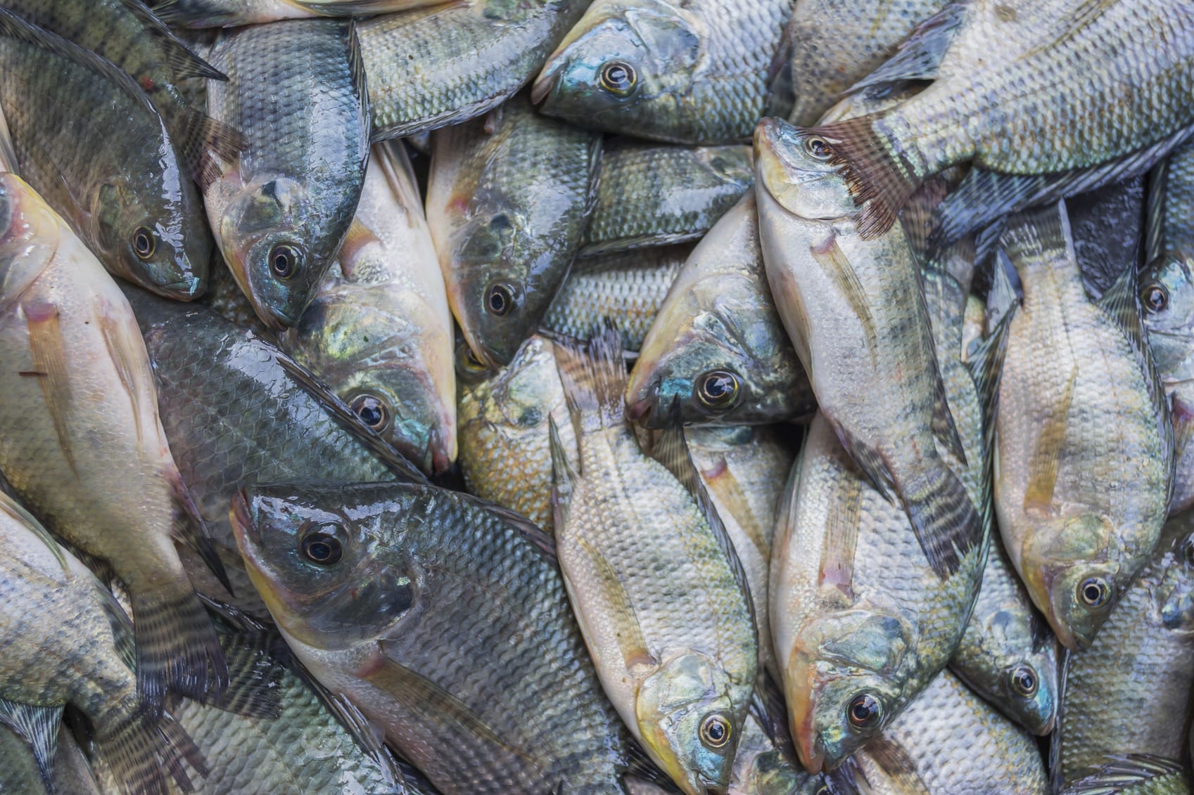 Cinco viaturas apreendidas devido á pesca ilegal no Parque Nacional de ...