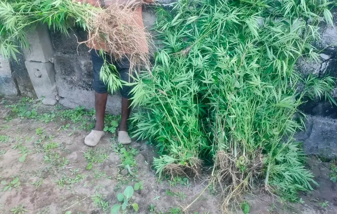 Jovem detido por cultivar suruma entre hortícolas em Quelimane - Top Diário